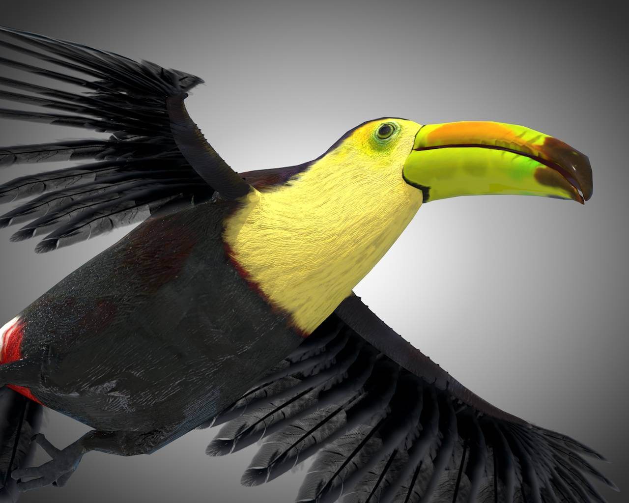 Toucan - 3D Model by 3dstudio