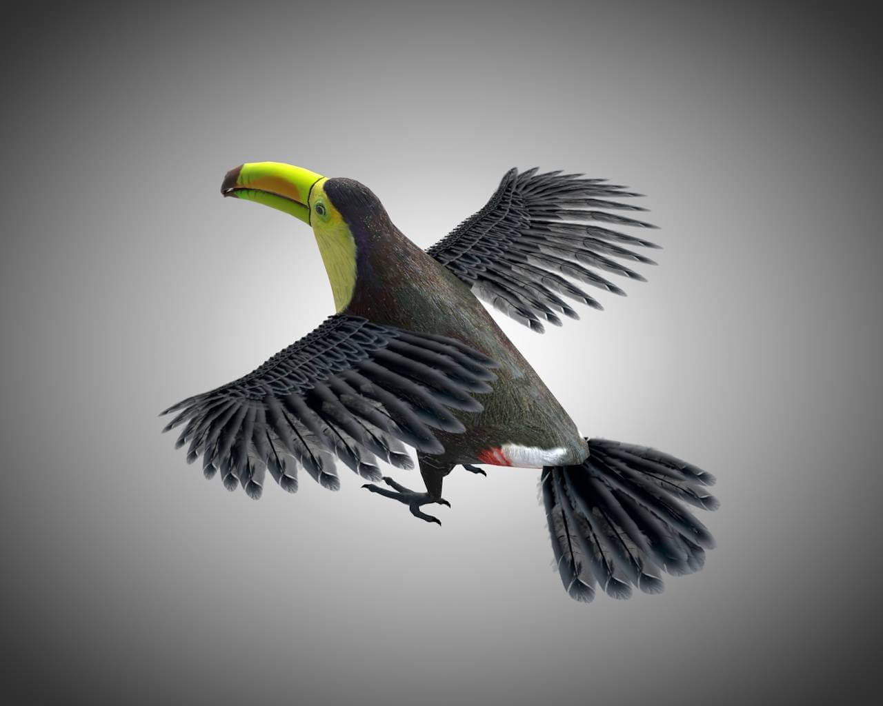 Toucan - 3D Model by 3dstudio