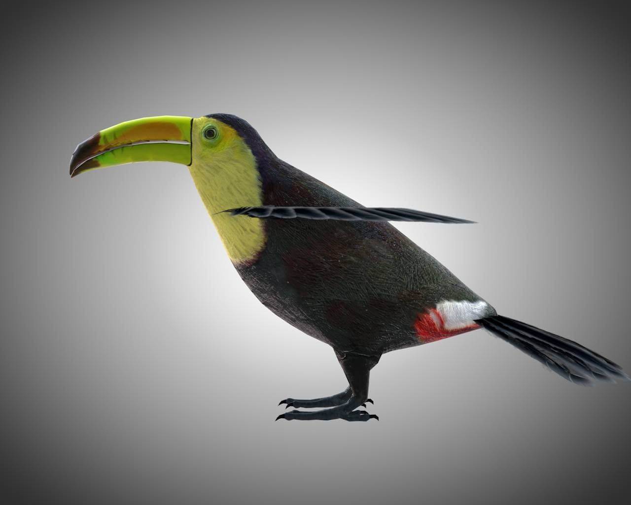 Toucan - 3D Model by 3dstudio