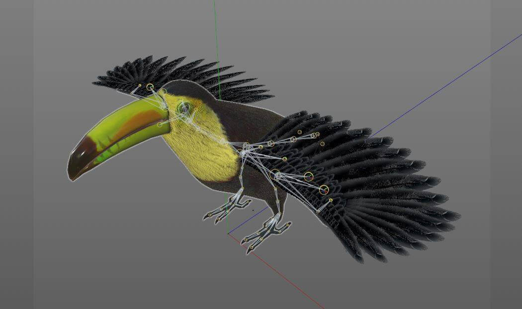 Toucan - 3D Model by 3dstudio