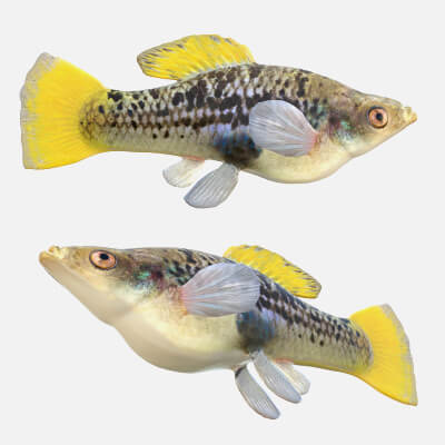 Variable Platyfish - 3D Model by 3dstudio