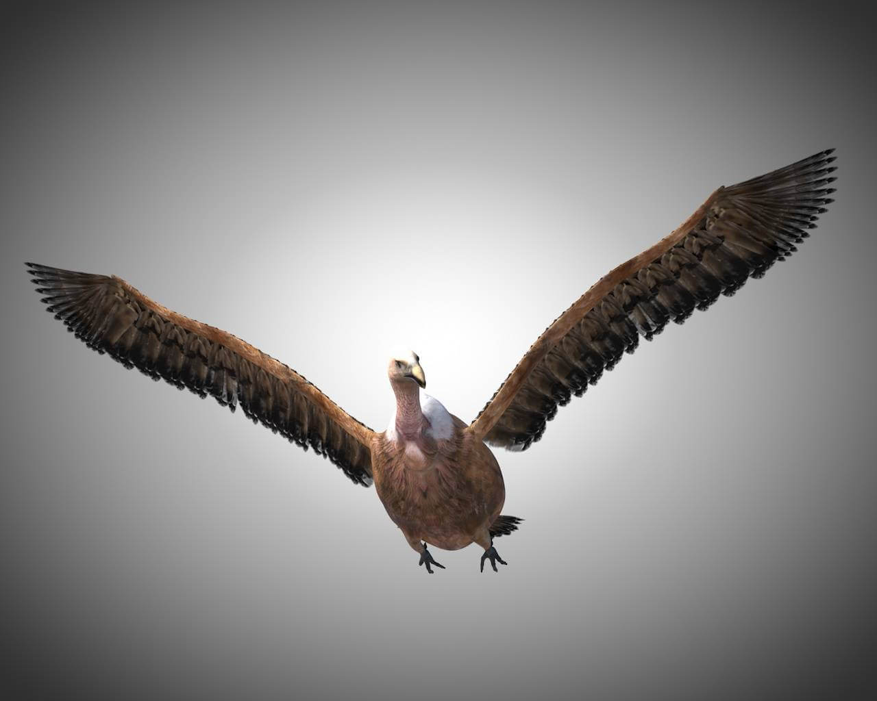 Vulture - 3D Model by 3dstudio