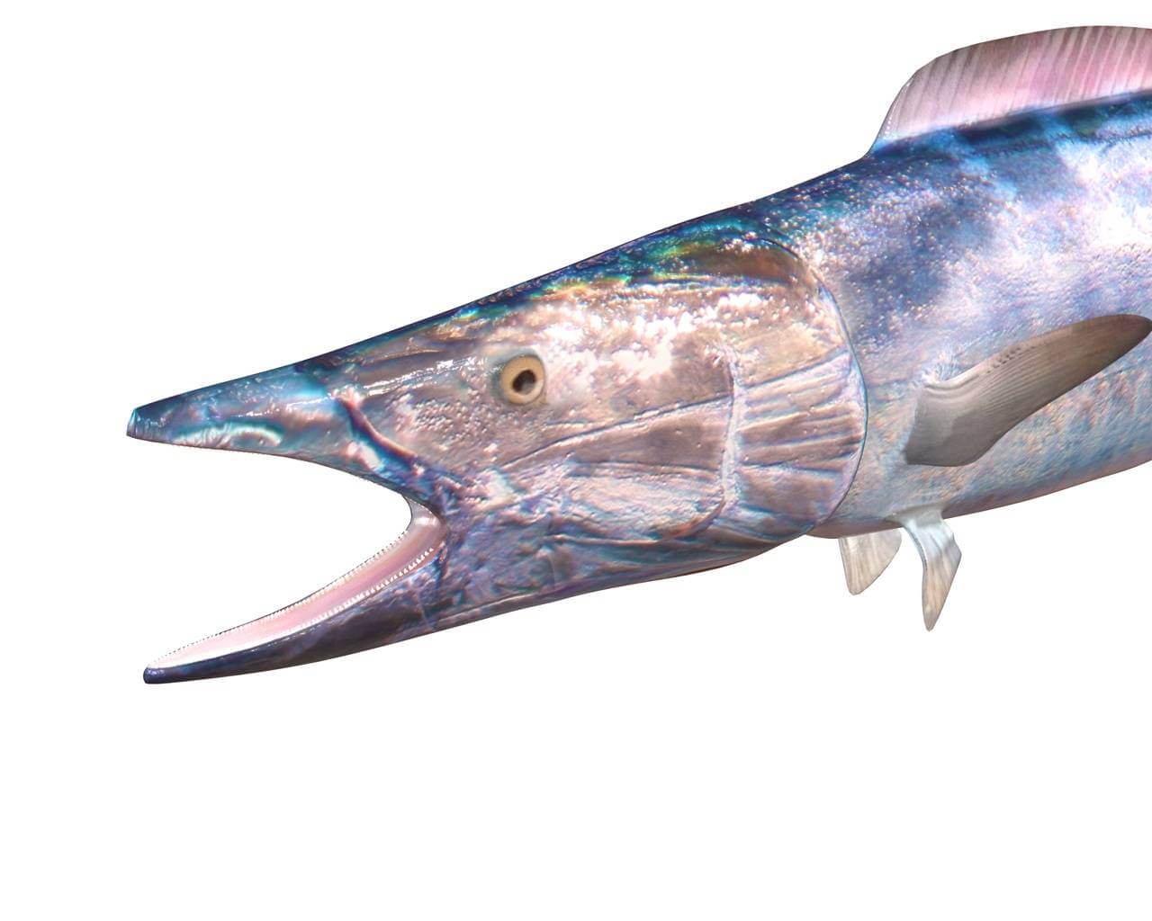 Wahoo - 3D Model by 3dstudio