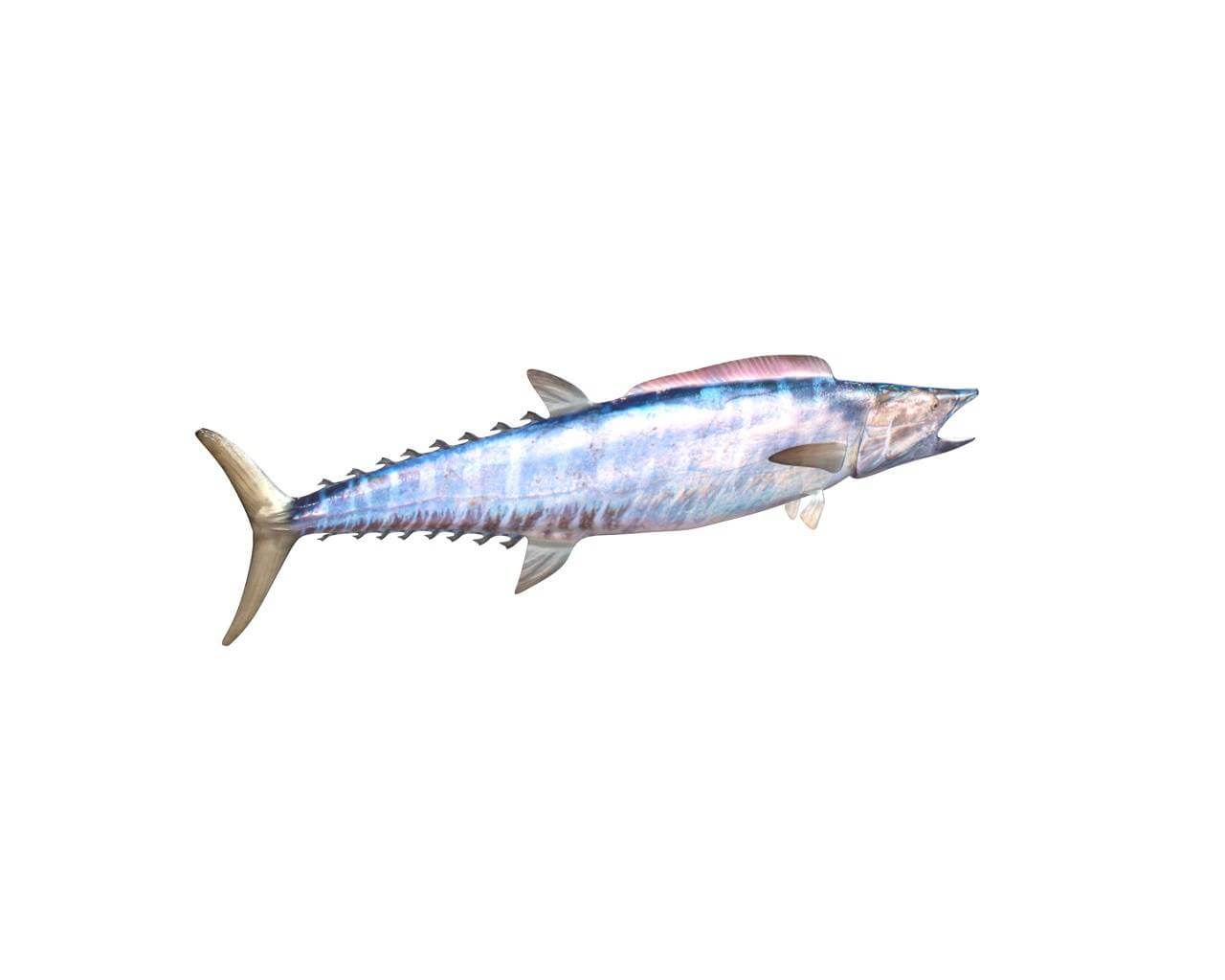 Wahoo - 3D Model by 3dstudio