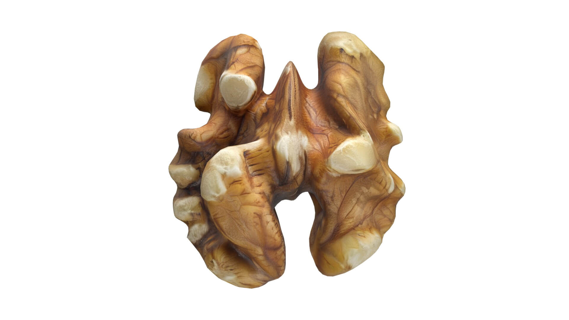 Walnut Kernel V4 - 3D Model by 3dstudio