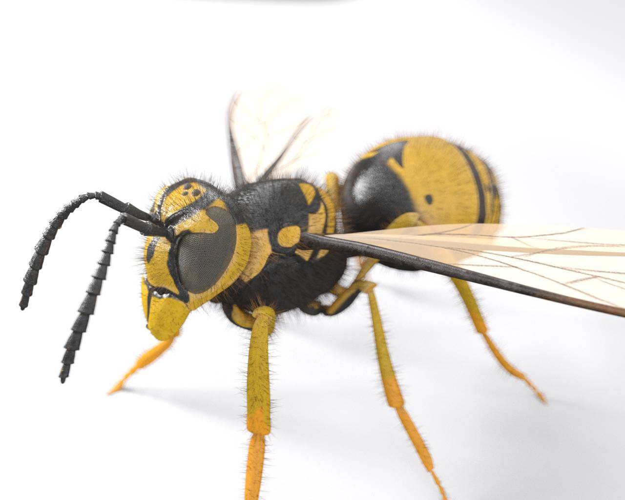 Wasp - 3D Model by 3dstudio