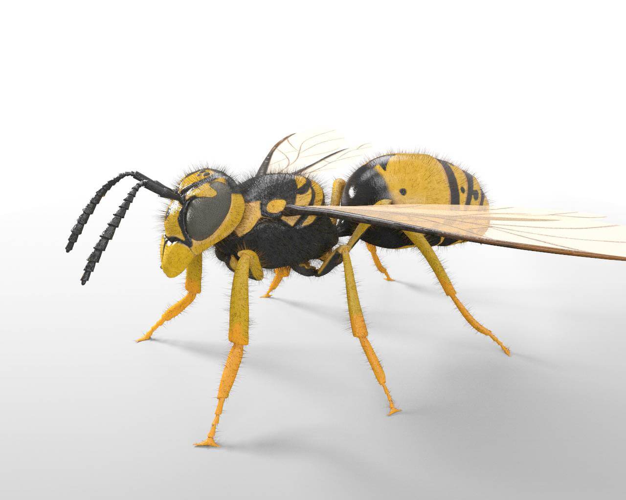 Wasp - 3D Model by 3dstudio