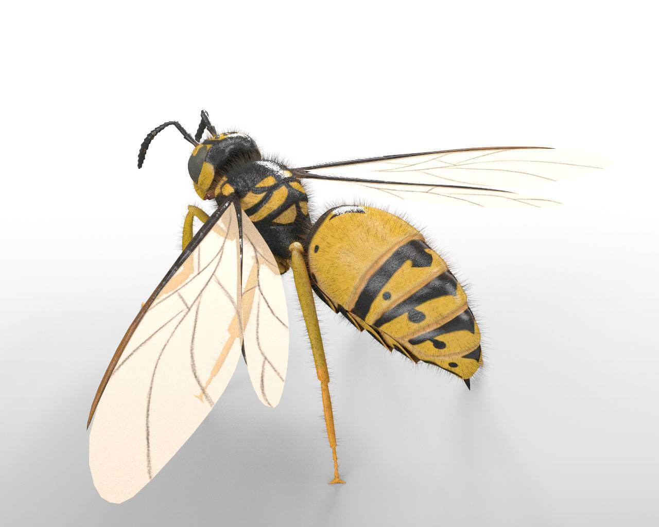 Wasp - 3D Model by 3dstudio