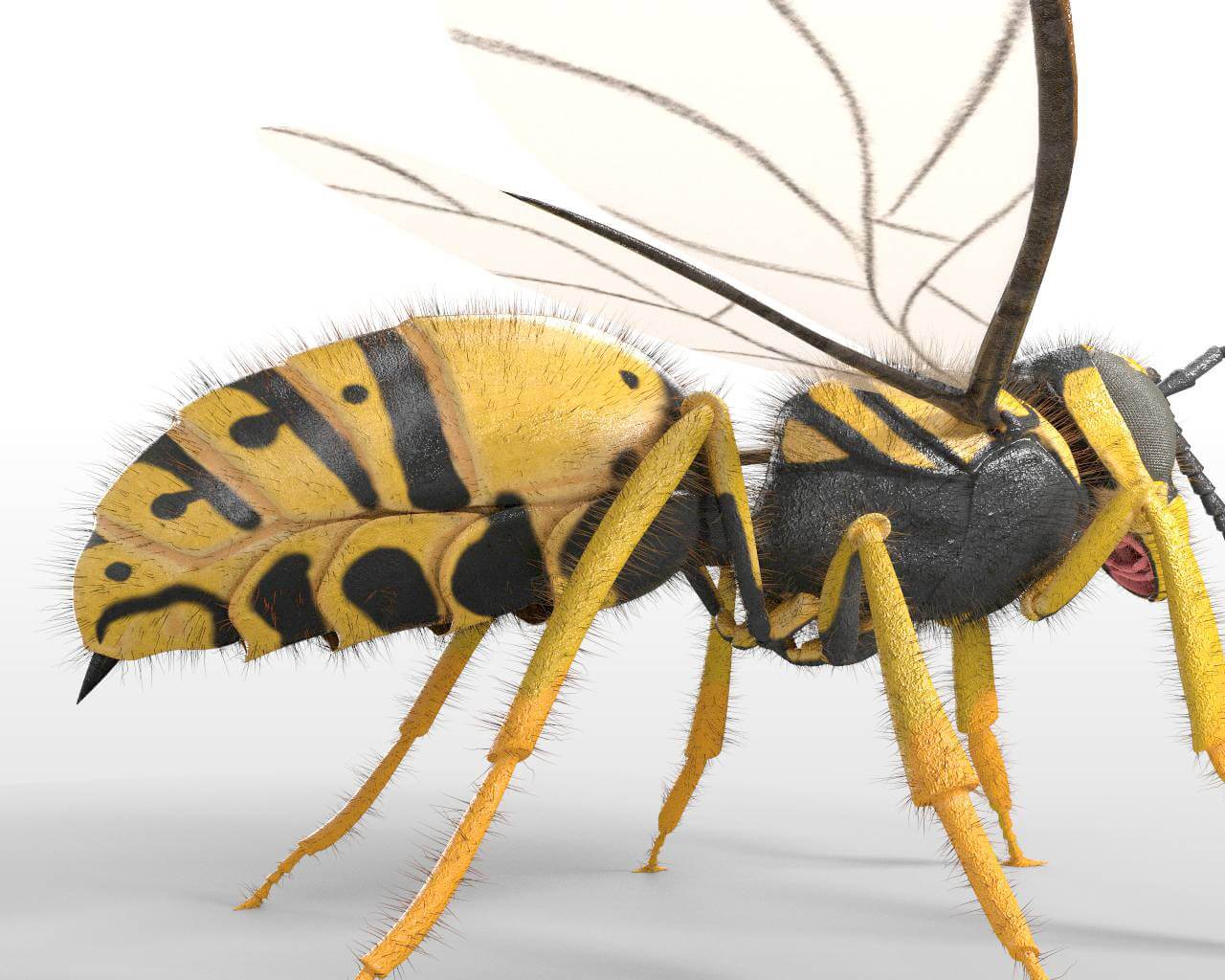 Wasp - 3D Model by 3dstudio