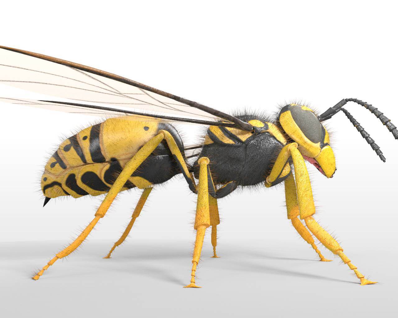 Wasp - 3D Model by 3dstudio