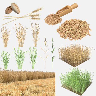 Wheat Mega Collection - 3D Model by 3dstudio
