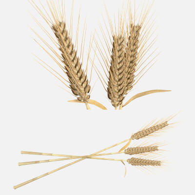 Wheat Spikes - 3D Model by 3dstudio