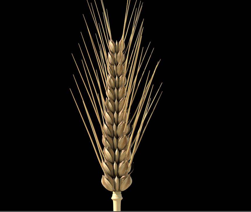 Wheat - 3D Model by 3dstudio