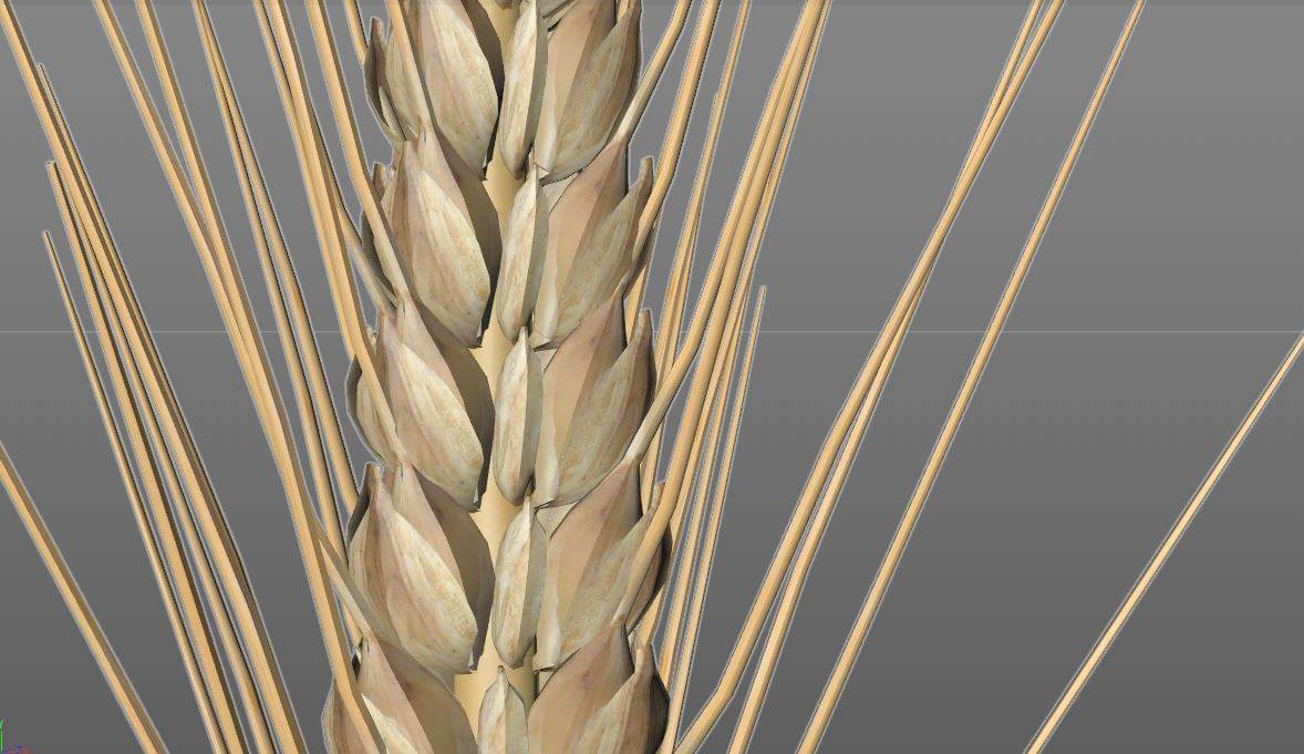 Wheat - 3D Model by 3dstudio