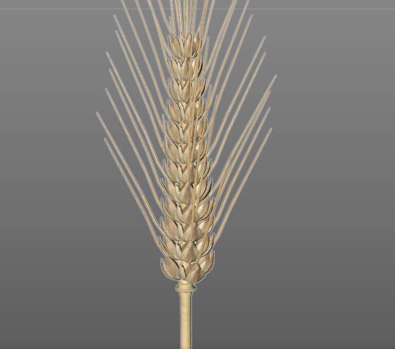 Wheat - 3D Model by 3dstudio