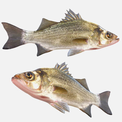 White Bass Fish - 3D Model by 3dstudio