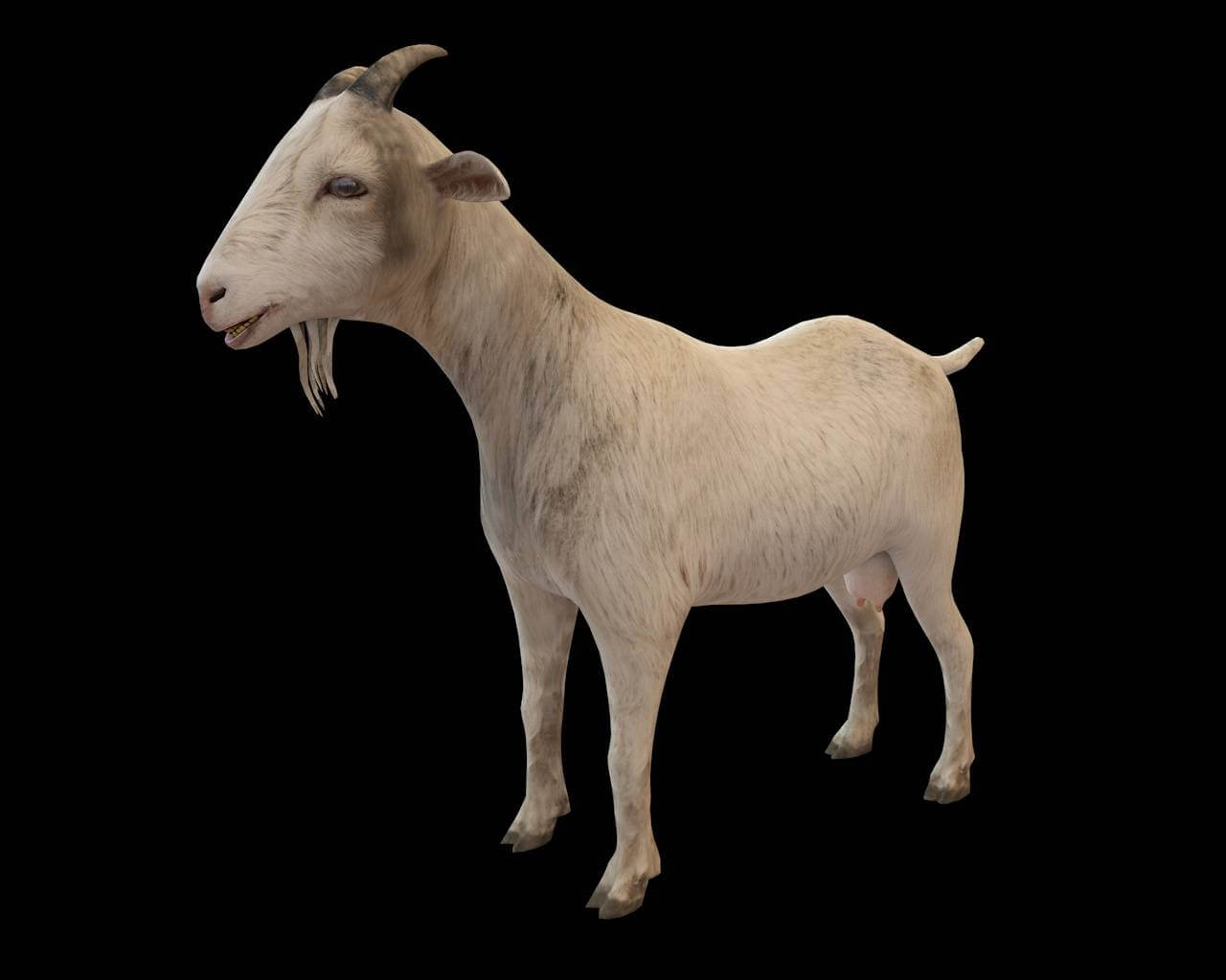 White Goat - 3D Model by 3dstudio