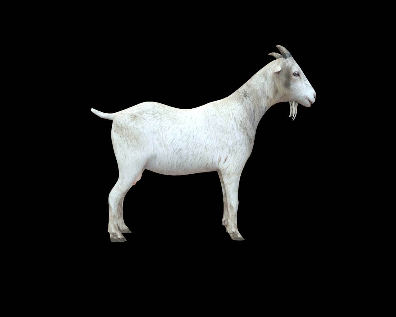 White Goat - 3D Model by 3dstudio
