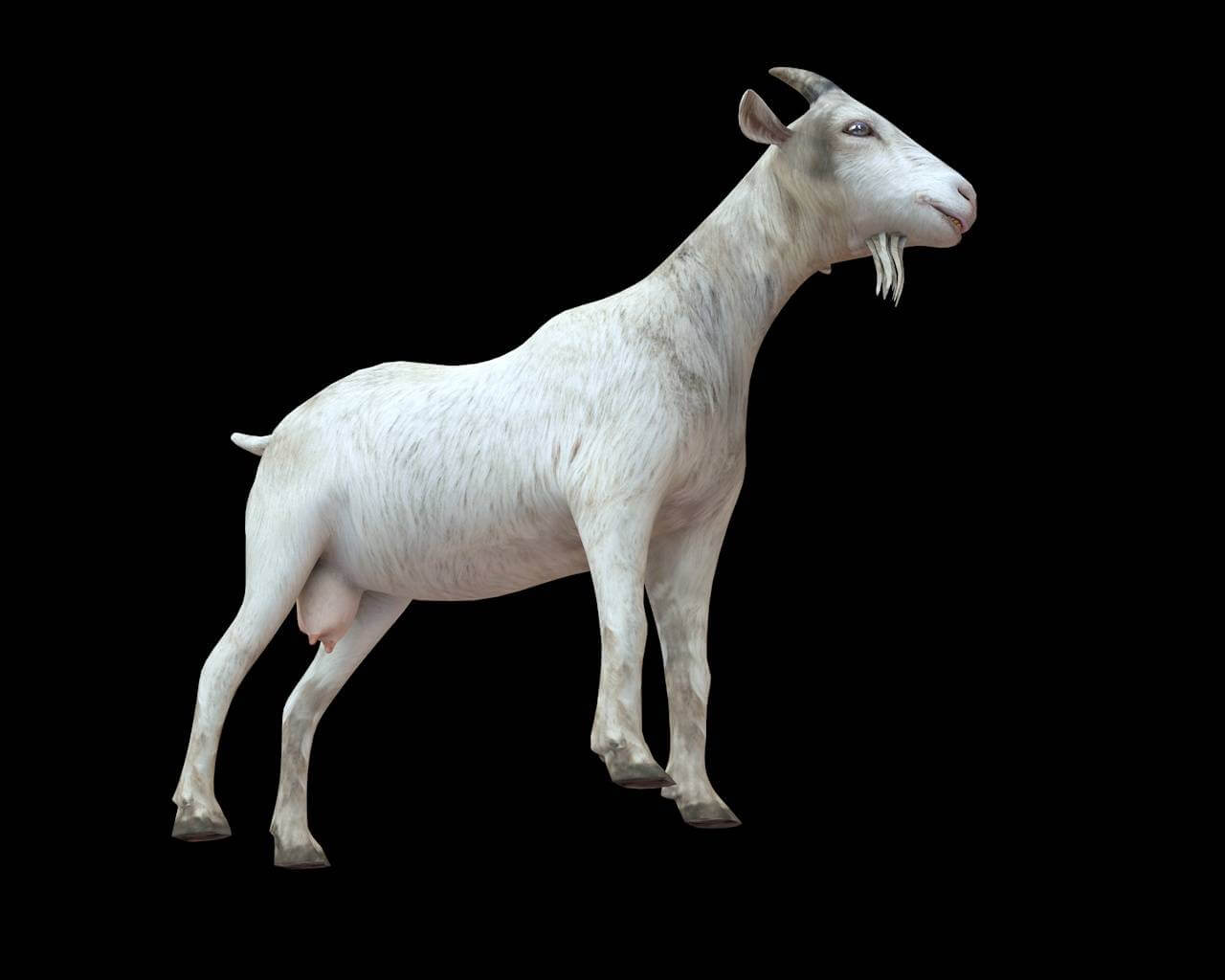 White Goat - 3D Model by 3dstudio