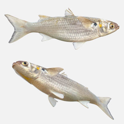 White Mullet Fish - 3D Model by 3dstudio