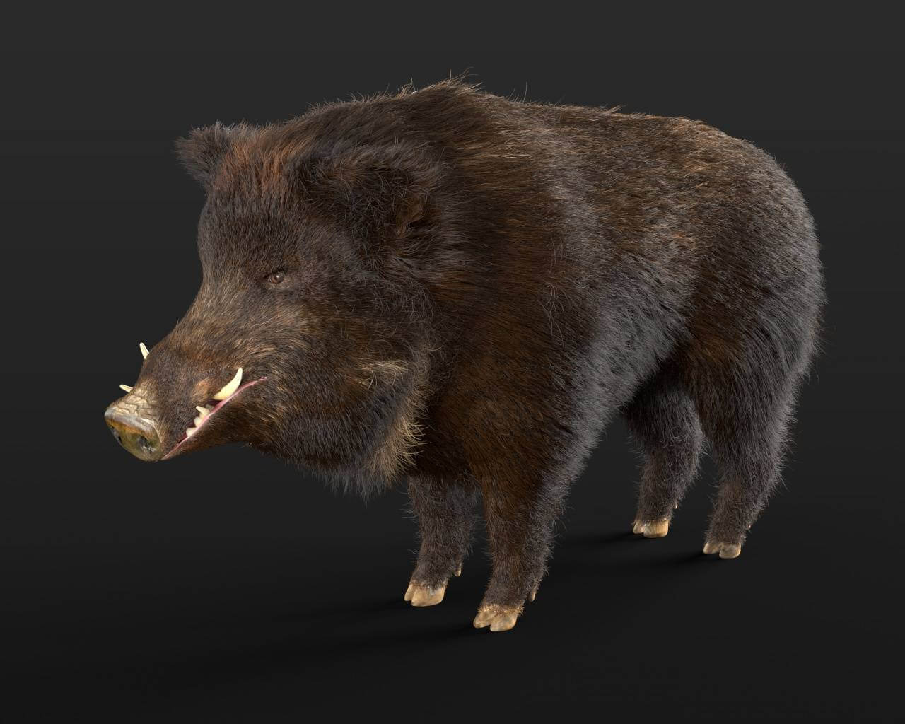 Wild Boar with Fur - 3D Model by 3dstudio