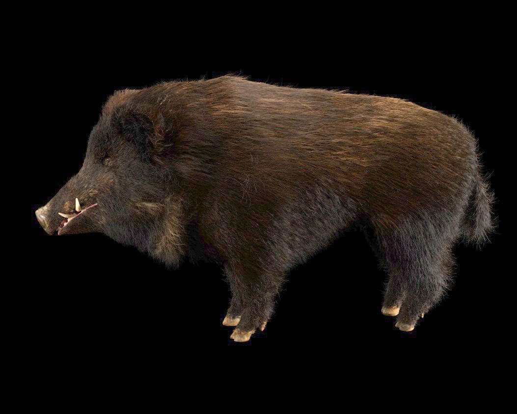 Wild Boar with Fur - 3D Model by 3dstudio