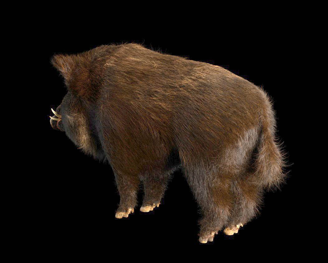 Wild Boar with Fur - 3D Model by 3dstudio