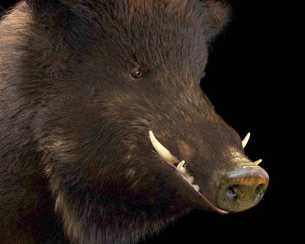 Wild Boar with Fur - 3D Model by 3dstudio