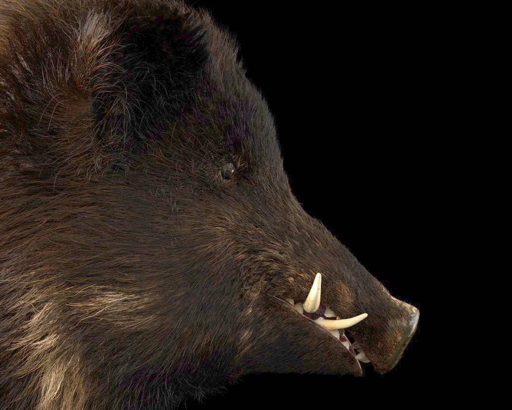 Wild Boar with Fur - 3D Model by 3dstudio