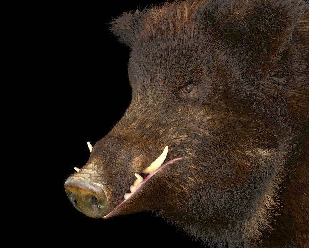 Wild Boar with Fur - 3D Model by 3dstudio