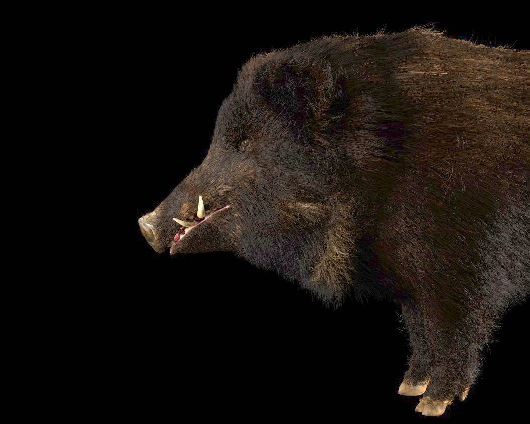 Wild Boar with Fur - 3D Model by 3dstudio