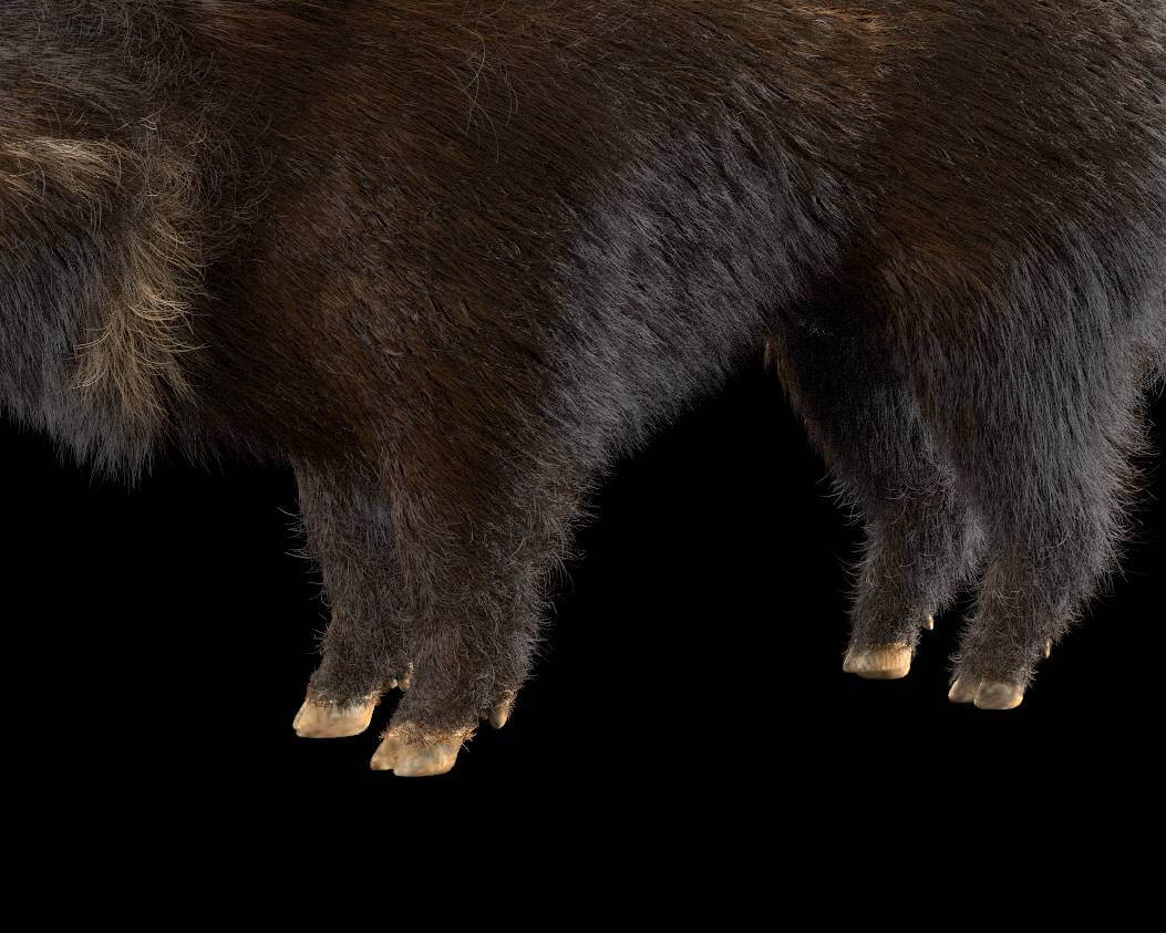 Wild Boar with Fur - 3D Model by 3dstudio