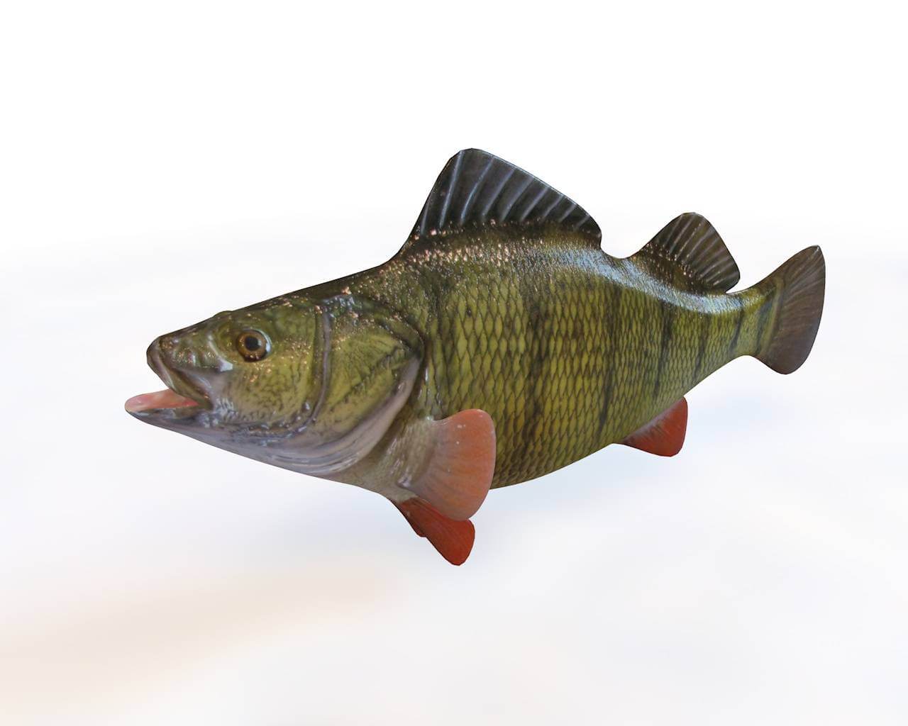 Yellow Perch - 3D Model by 3dstudio