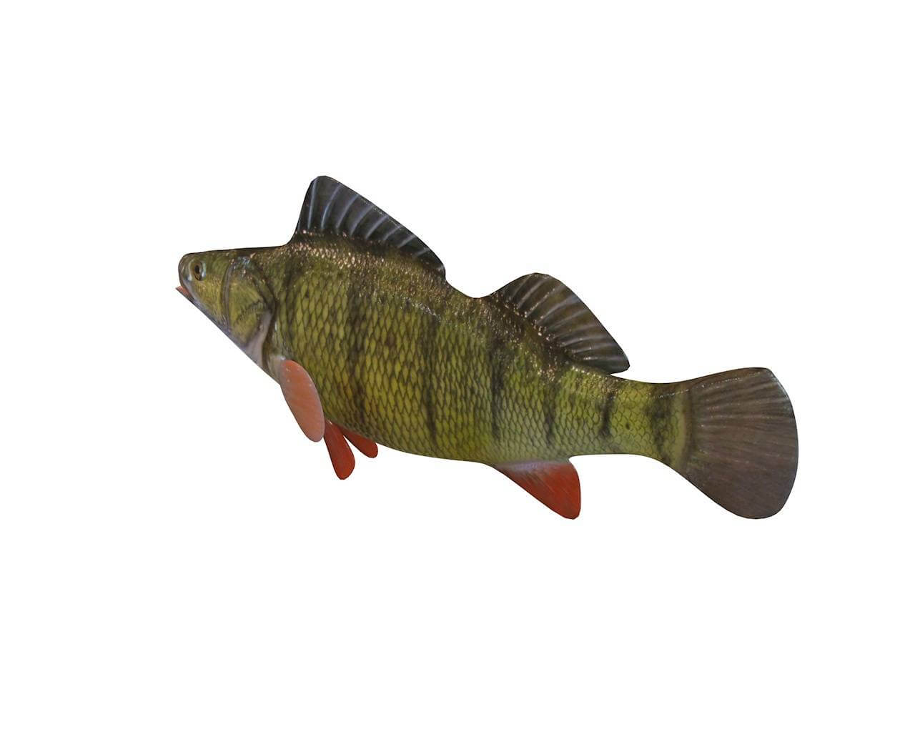 Yellow Perch - 3D Model by 3dstudio