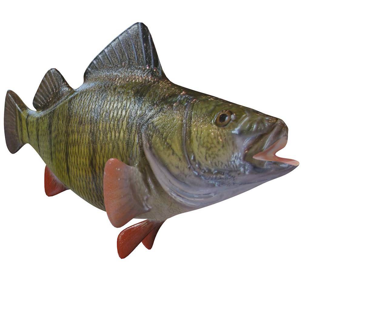 Yellow Perch - 3D Model by 3dstudio