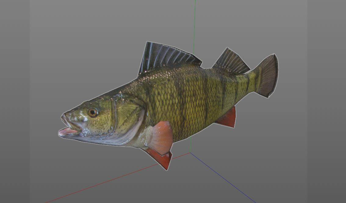 Yellow Perch - 3D Model by 3dstudio