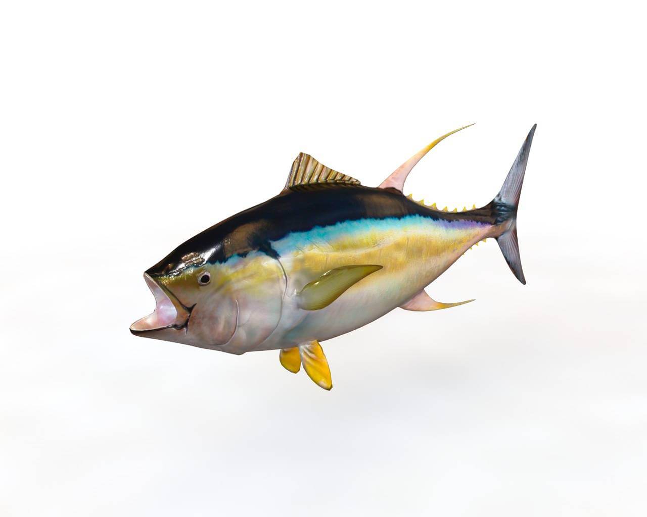 Yellowfin Tuna - 3D Model by 3dstudio