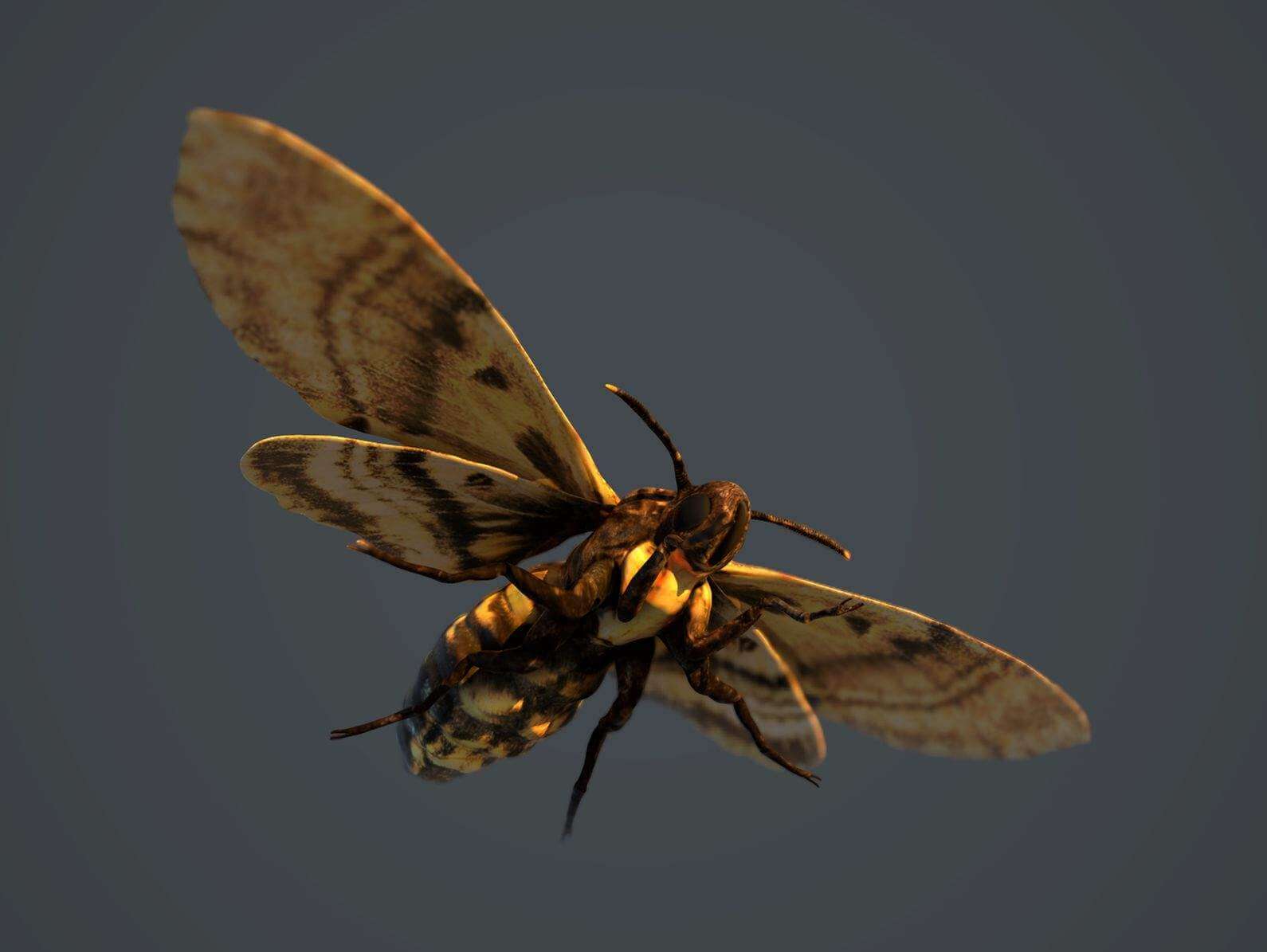 Death Head Hawk Moth (Acherontia Atropos) - 3D Model by 3DTerra