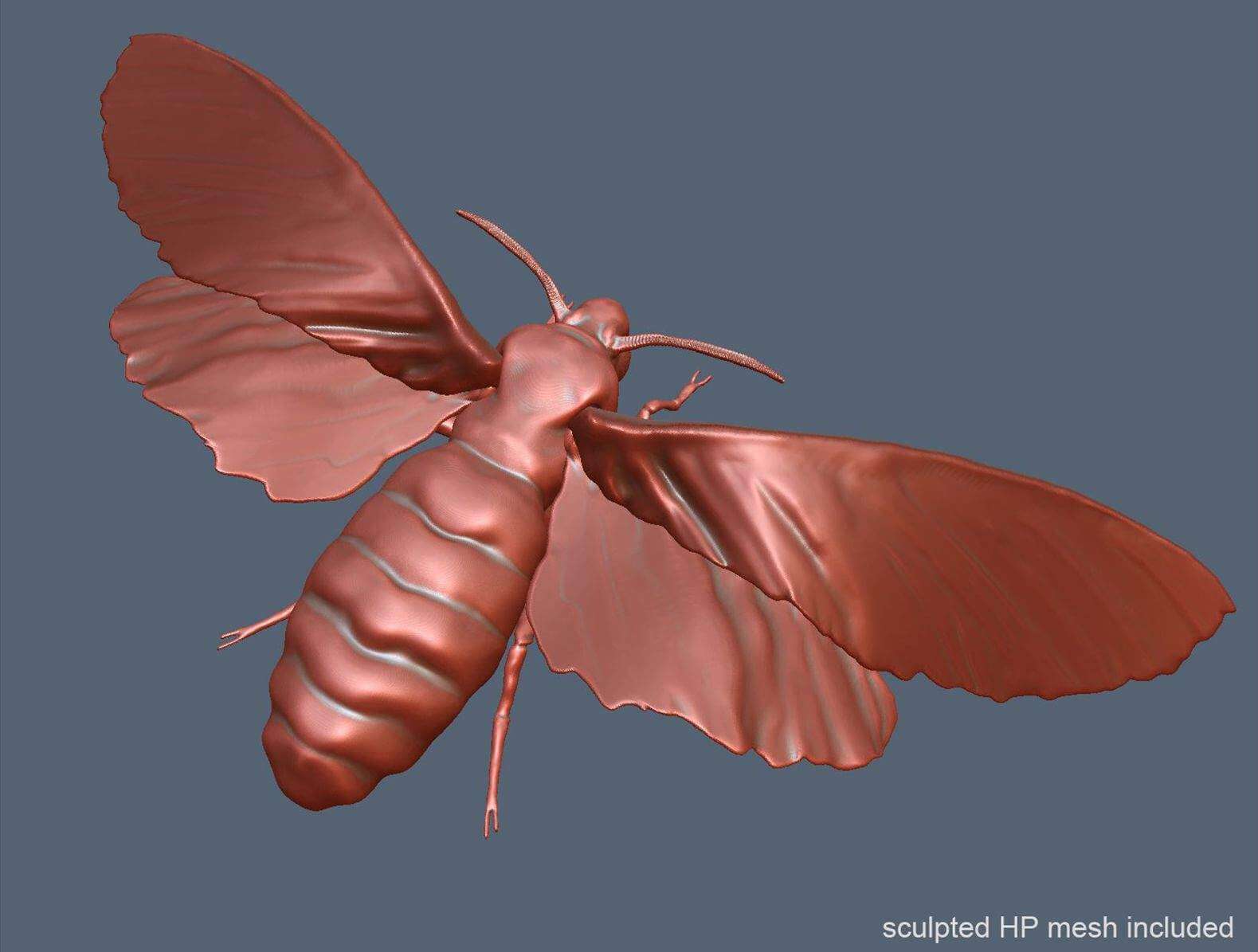 Death Head Hawk Moth (Acherontia Atropos) - 3D Model by 3DTerra