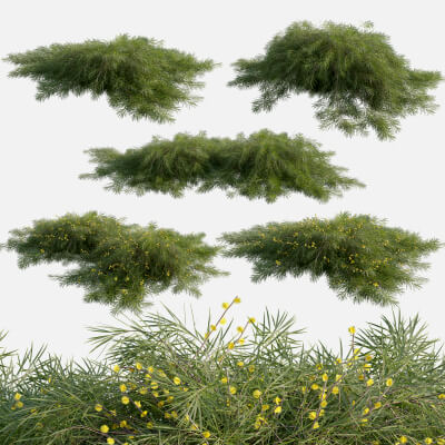 Acacia Cognata Limelight – Weeping Acacia - 3D Model by 3DTree Team