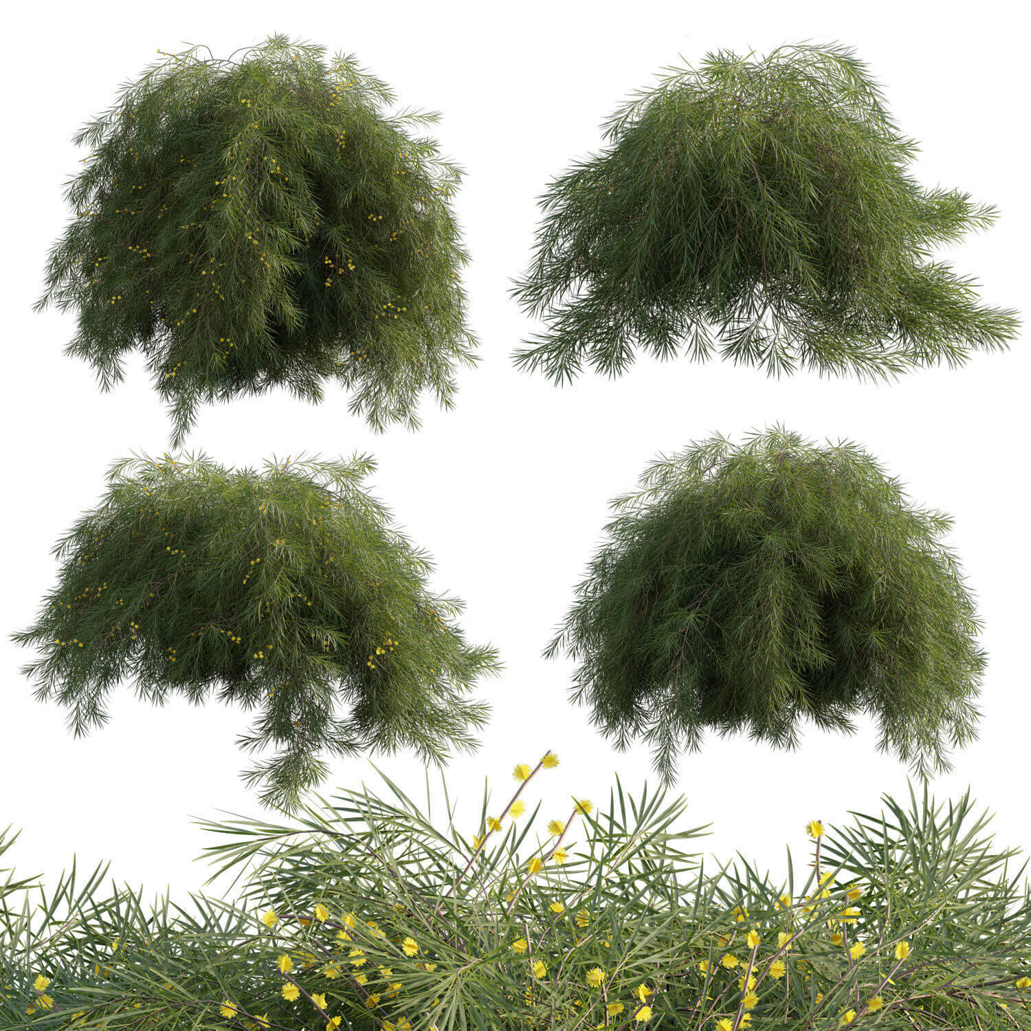 Acacia Cognata Limelight – Weeping Acacia - 3D Model by 3DTree Team