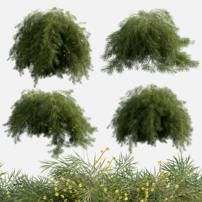 Acacia Cognata Limelight – Weeping Acacia - 3D Model by 3DTree Team