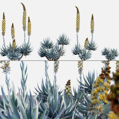 Agave Blue Flame 02 - 3D Model by 3DTree Team