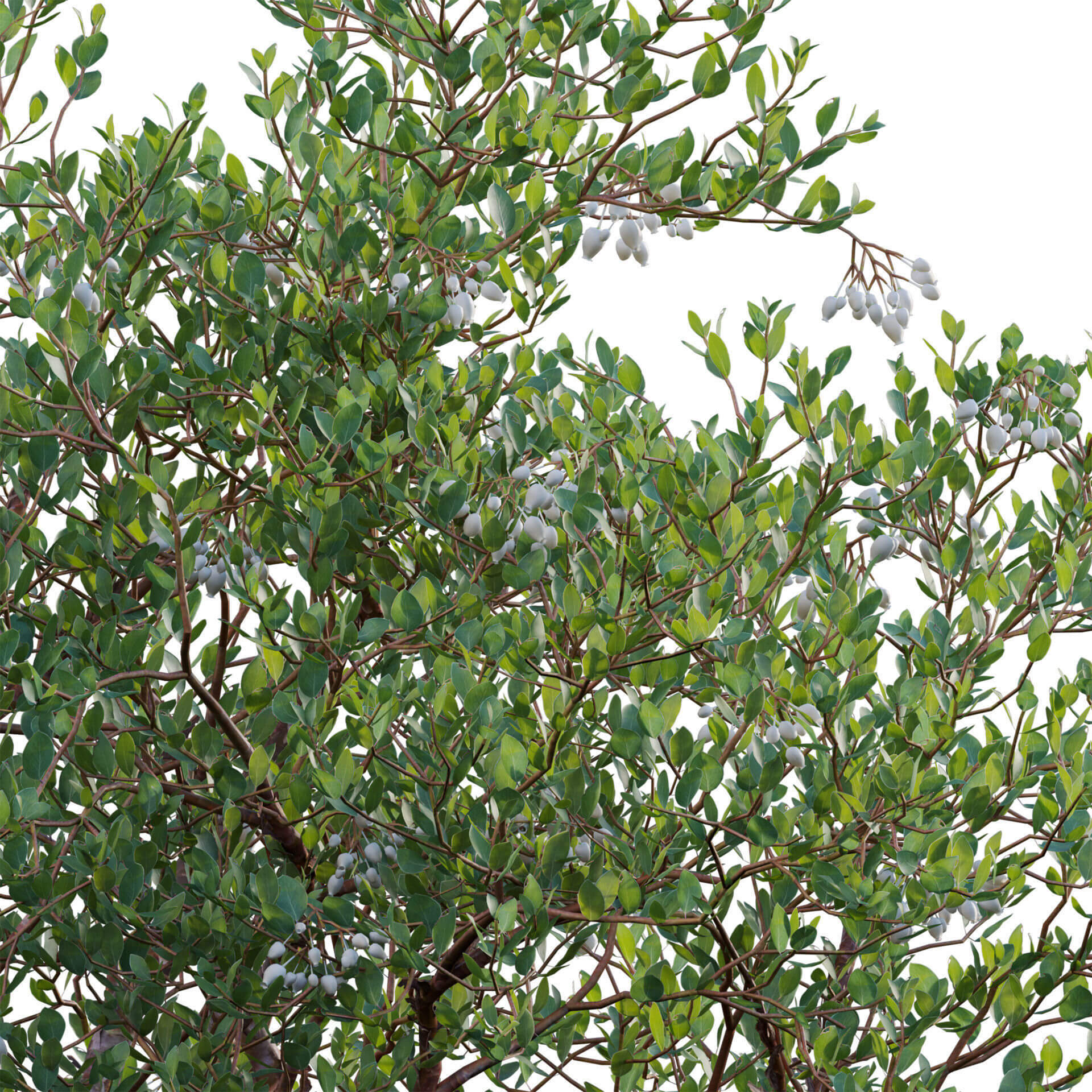 Arctostaphylos Manzanita - Common Manzanita 02 3D Model by 3DTree Team