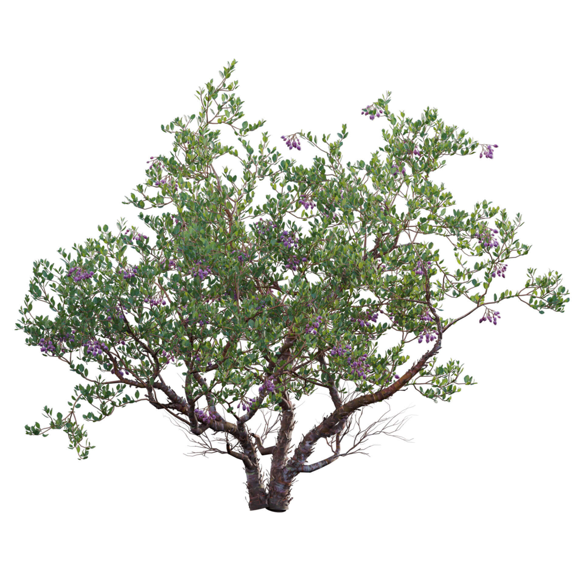 Arctostaphylos Manzanita - Common Manzanita 02 3D Model by 3DTree Team