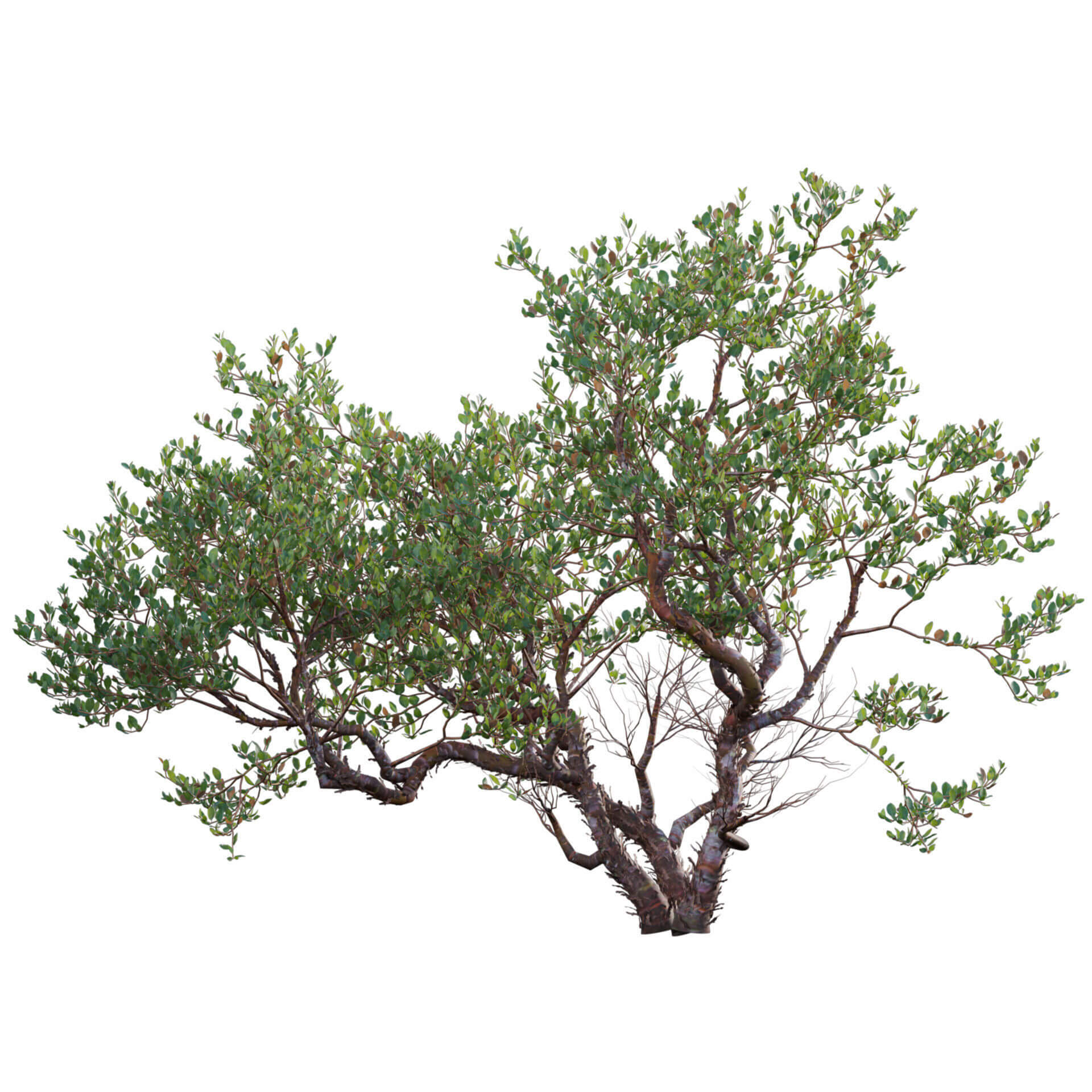 Arctostaphylos Manzanita - Common Manzanita 3D Model by 3DTree Team
