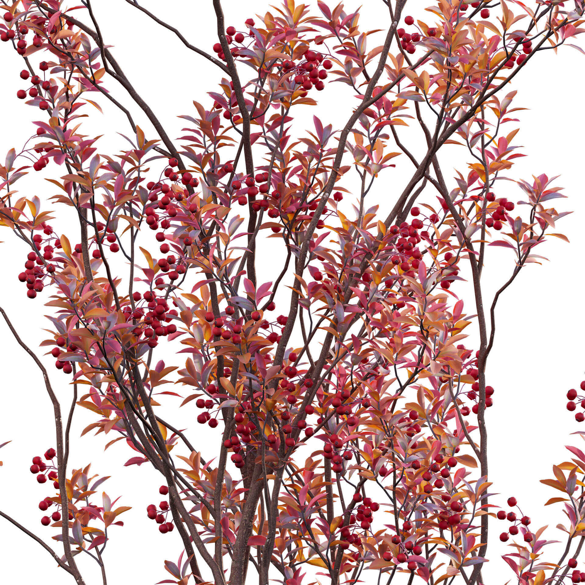 Aronia Arbutifolia – Red Chokeberry - 3D Model by 3DTree Team