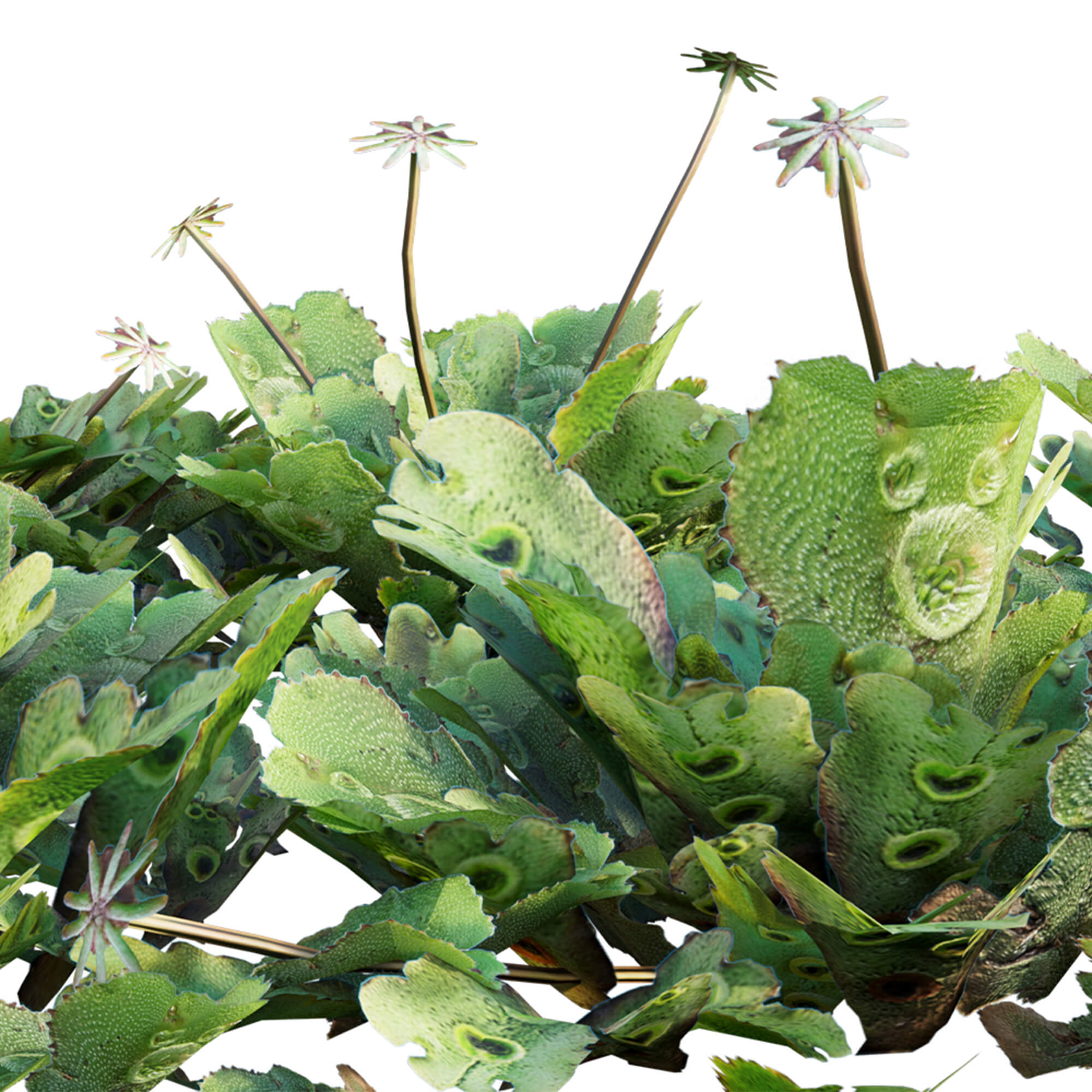 Marchantia Polymorpha - 3D Model by 3DTree Team