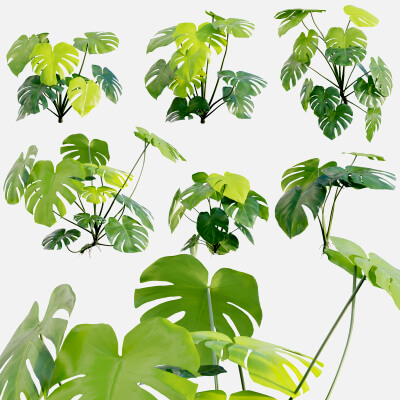 Monstera Deliciosa 03 - 3D Model by 3DTree Team