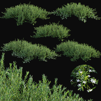 Myoporum Parvifolium – Yareena - 3D Model by 3DTree Team